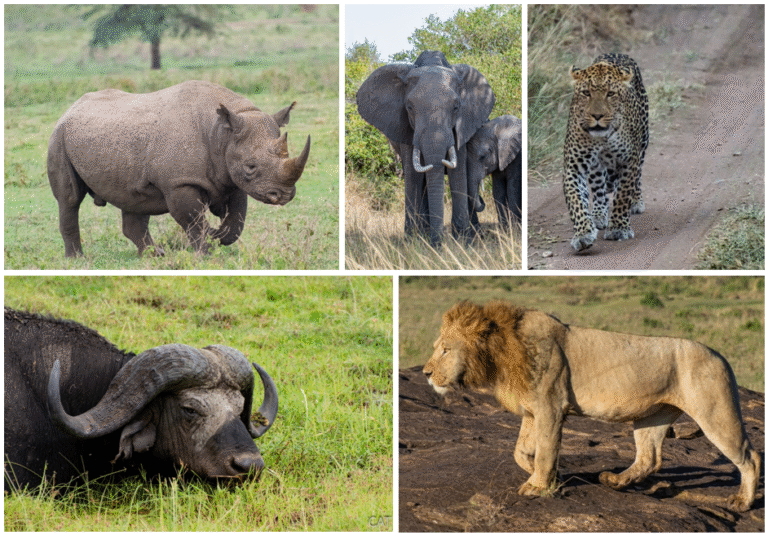 The Big 5